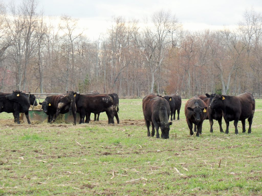 Angus Cattle - Dawson Angus Farms