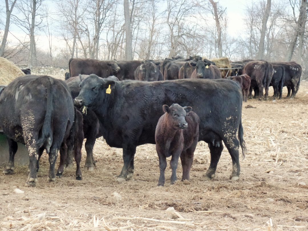 New Year - Dawson Angus Farms