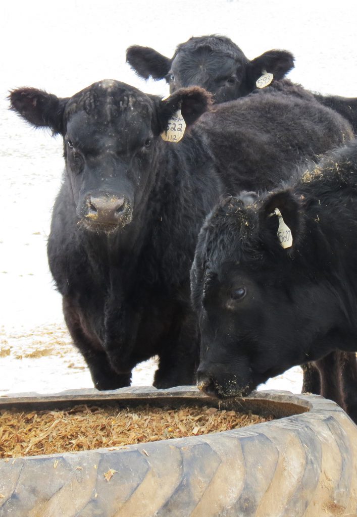 Angus Cattle - Dawson Angus Farms
