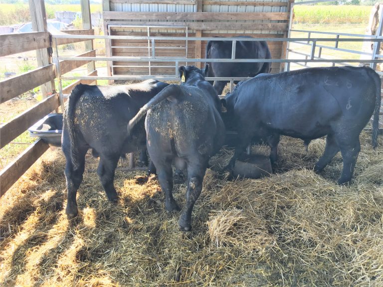 Midland Bulls - Dawson Angus Farms