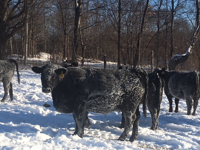 Winter - Dawson Angus Farms